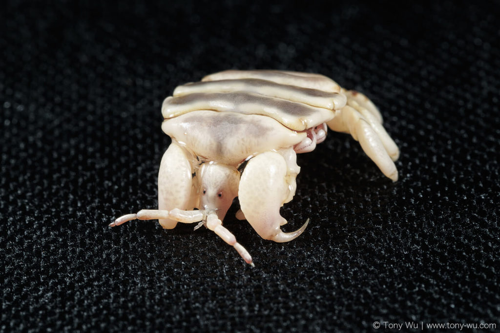 このクジラジラミがクジラの鼻の穴（噴気孔）にたくさんくっつくと、こんなふうに見えます。